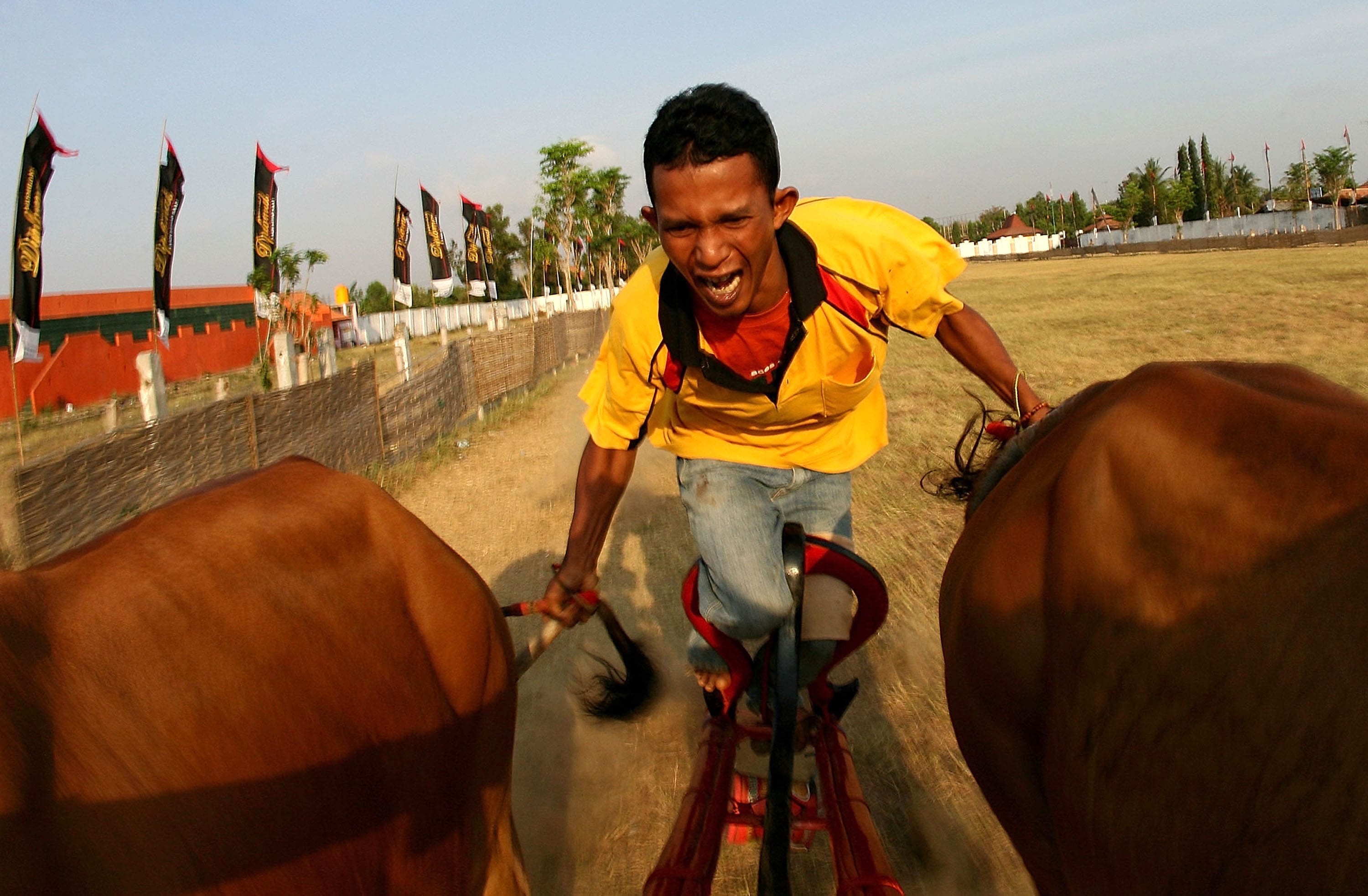 Bull Racing In Indonesia - Ezra Shaw Photography