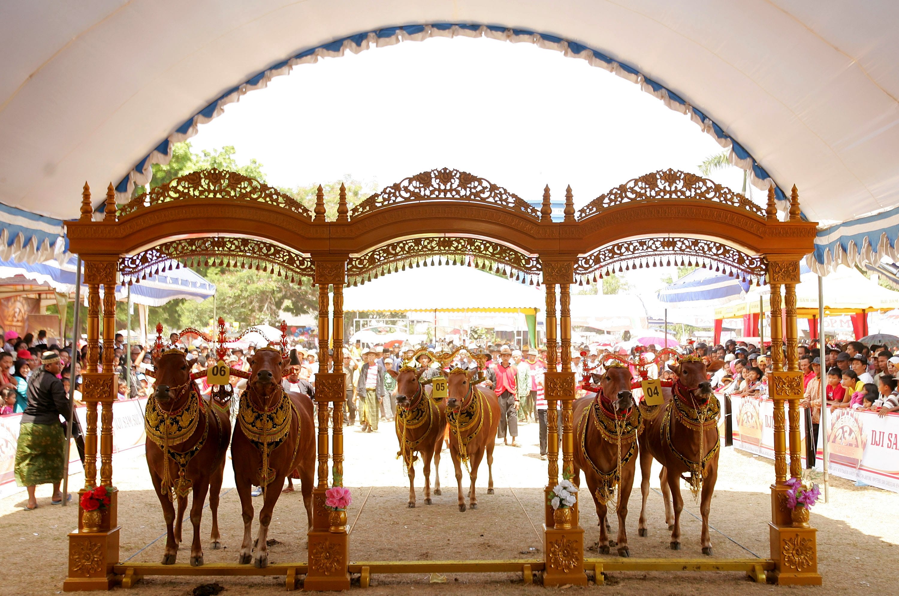 Bull Racing In Indonesia - Ezra Shaw Photography