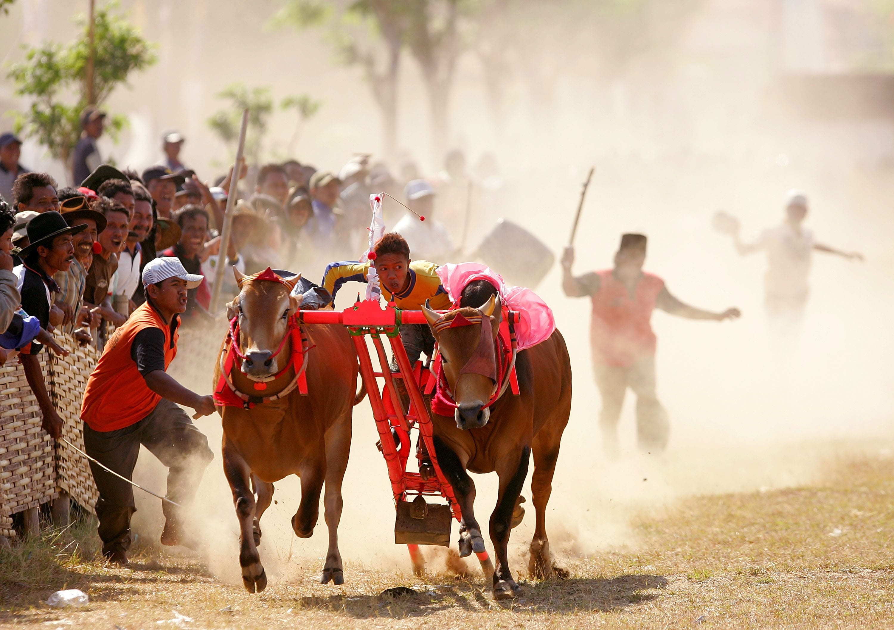 Bull Racing In Indonesia - Ezra Shaw Photography