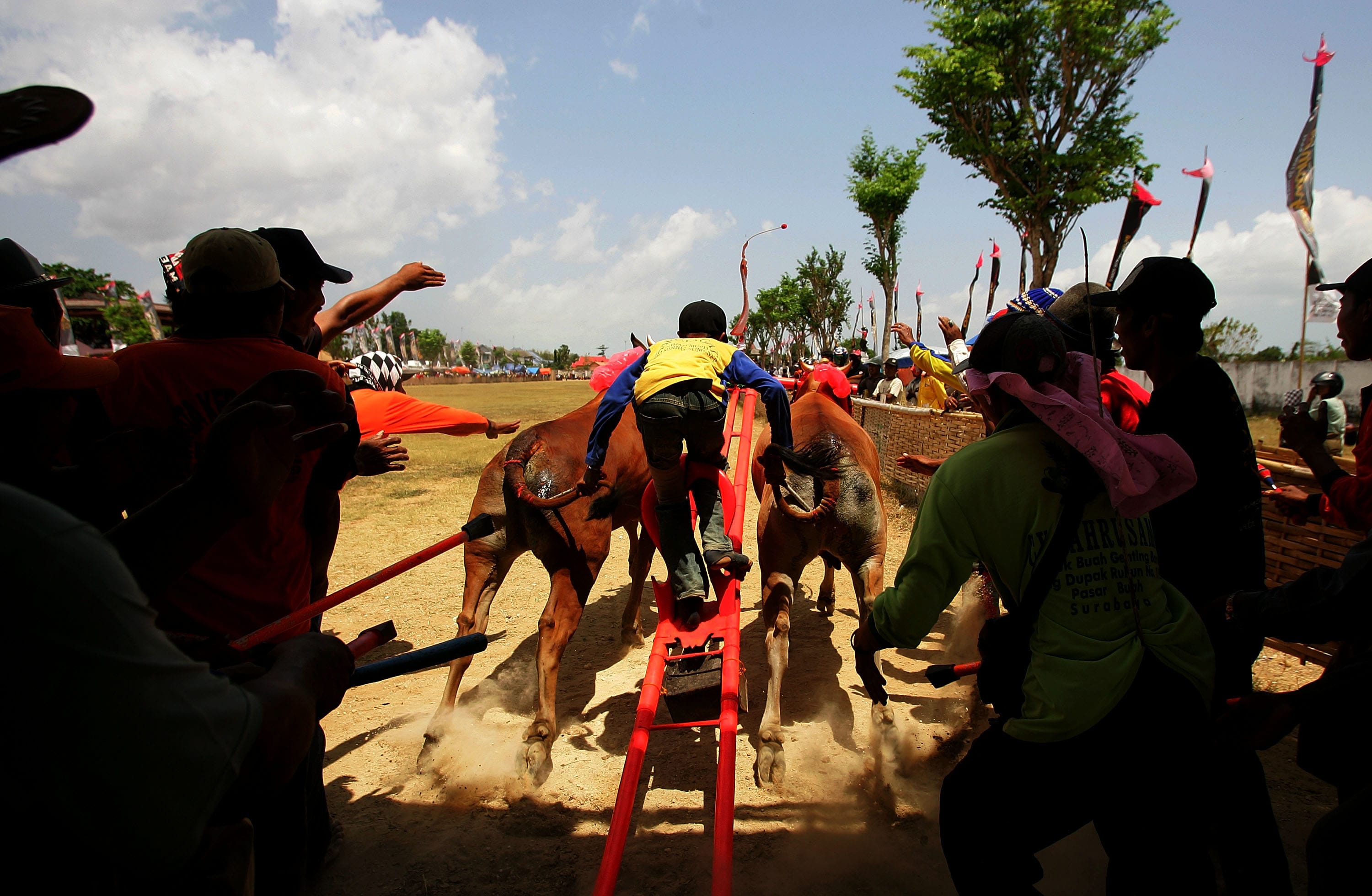 Bull Racing In Indonesia - Ezra Shaw Photography