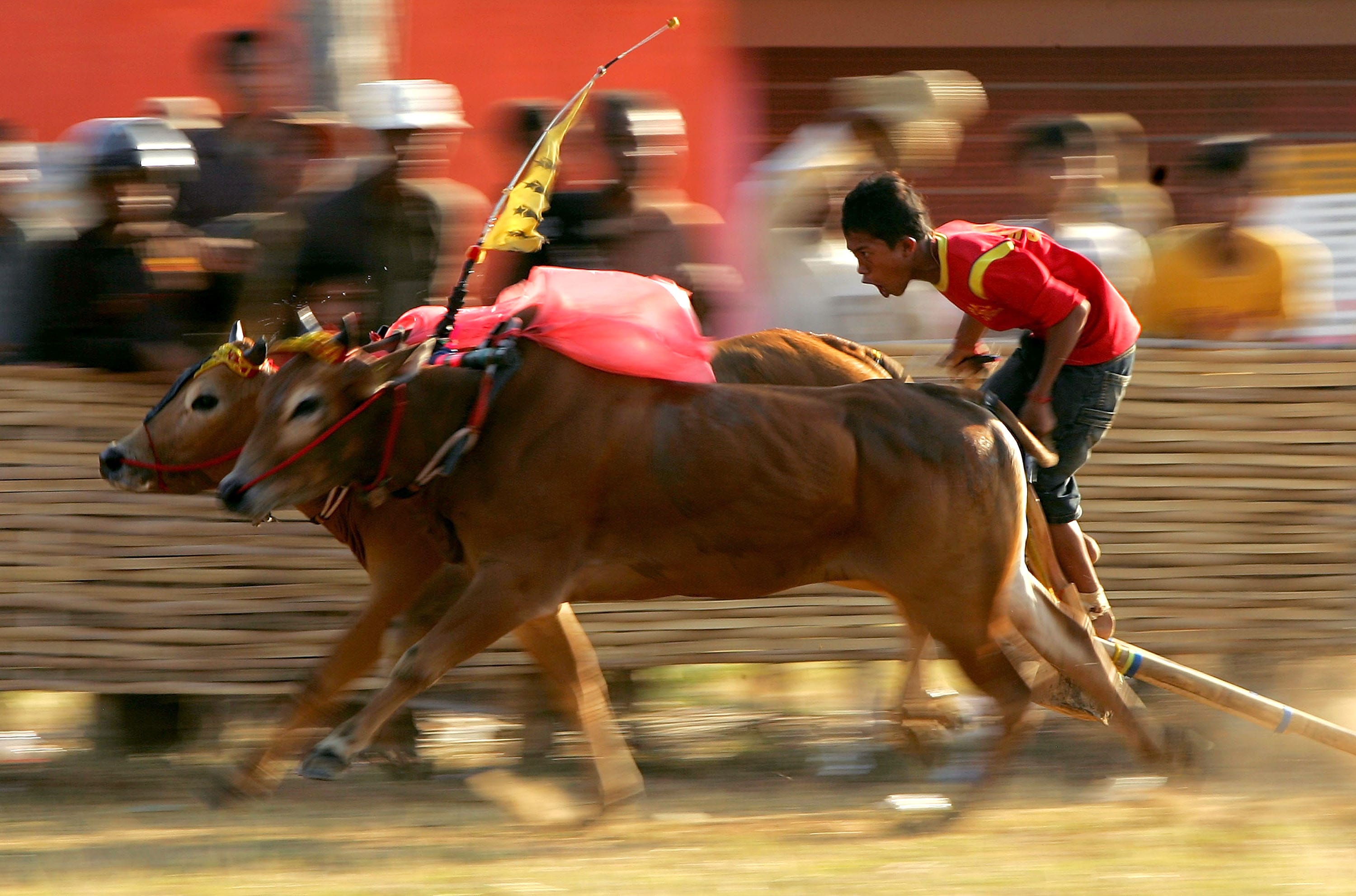 Bull Racing In Indonesia - Ezra Shaw Photography