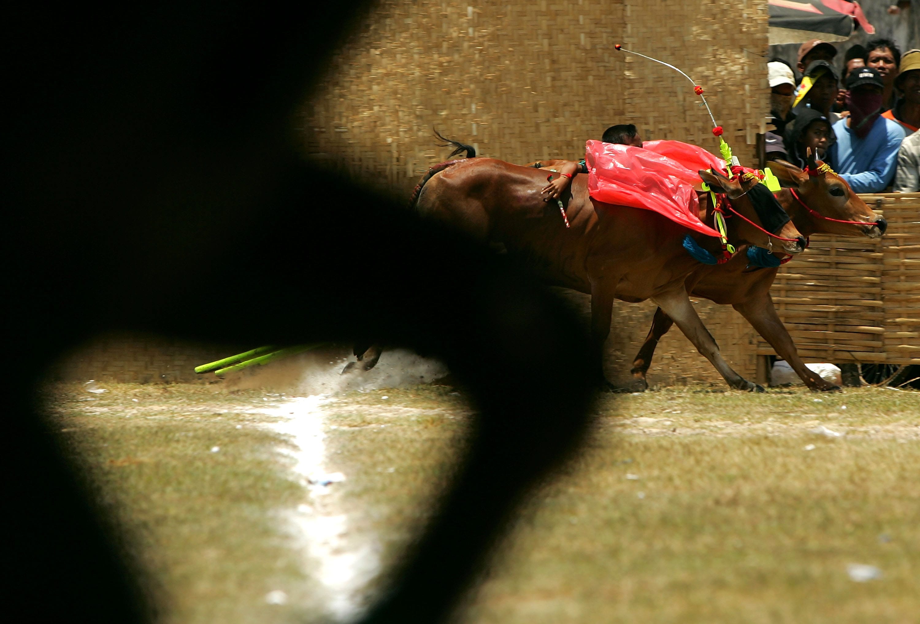 Bull Racing In Indonesia - Ezra Shaw Photography